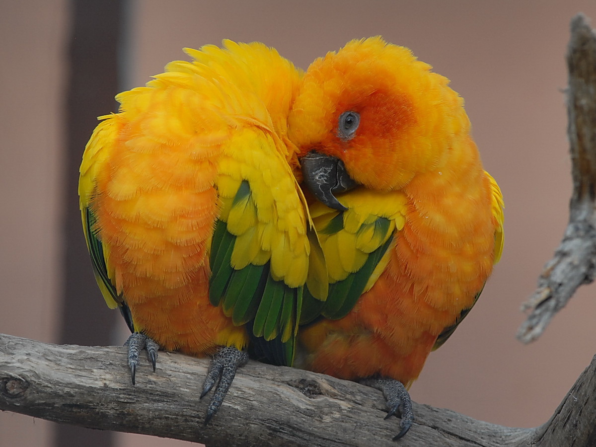 Vogelpark Niendorf | Willkommen